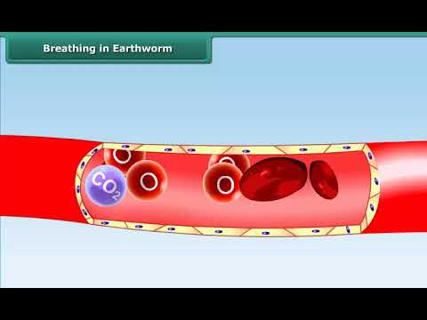 How Do Insects And Earthworms Breathe In Air