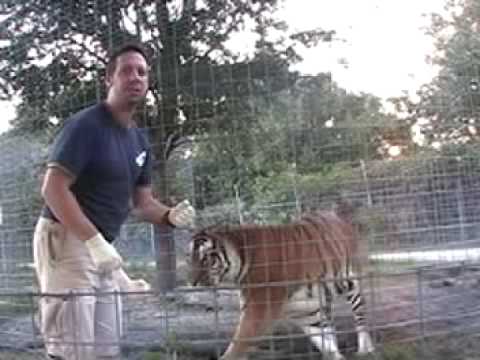 !!!TIGER VS MAN!!! - Big Cat TV