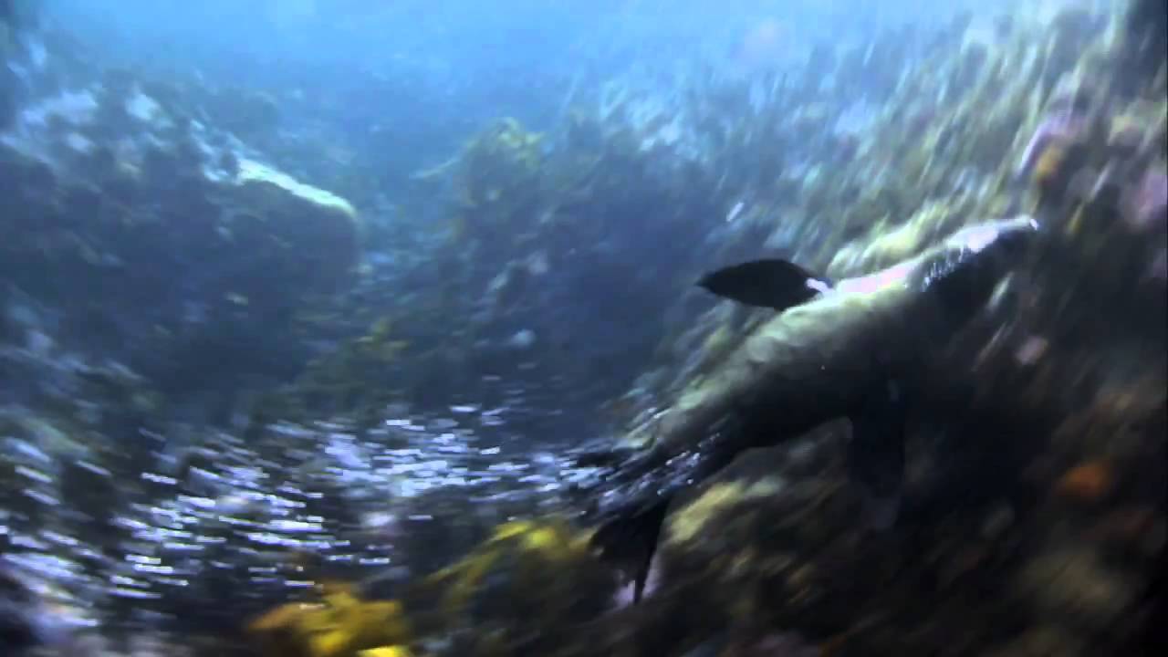 Deadly Instinct: Great White Sharks - YouTube
