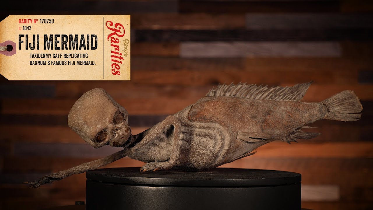 What Exactly Is A Fiji Mermaid? - YouTube