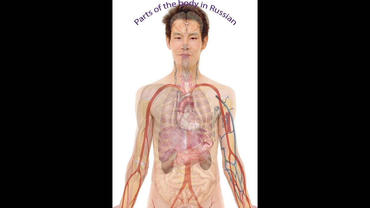 Parts of the body in Russian - YouTube