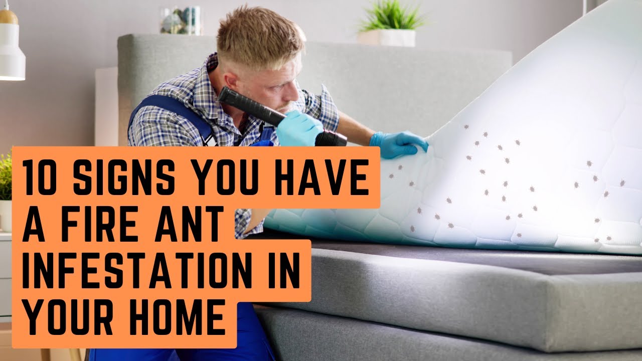 10 Signs You Have a Fire Ant Infestation in Your Home - YouTube