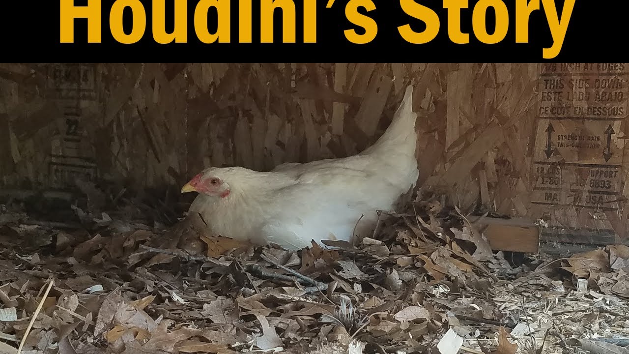 Houdini's Story - YouTube