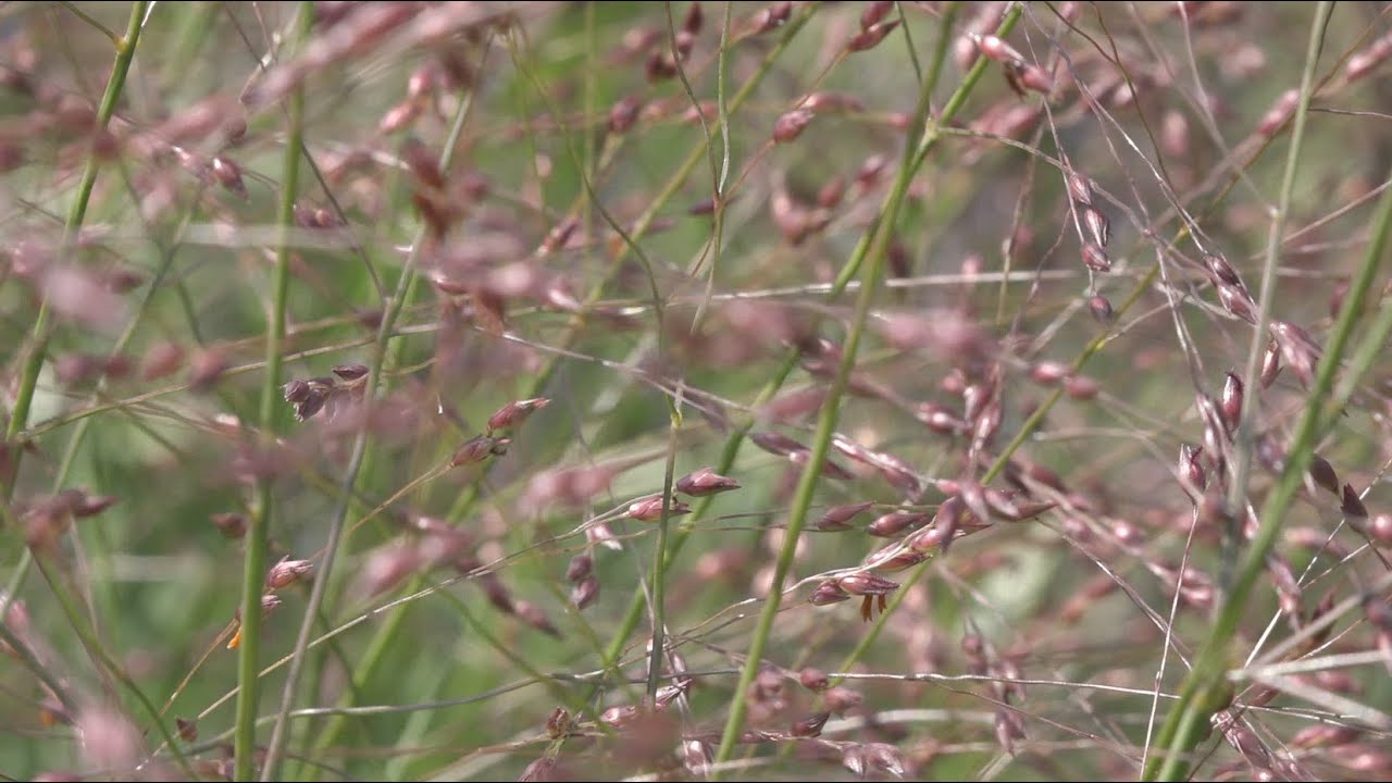 De Panicum. Welke siergrassen zijn er? | Tuinmanieren - YouTube