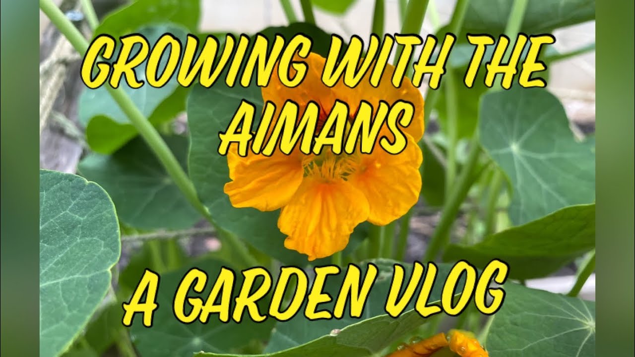 Deer, giving my blueberries a boost & surprise plants! - YouTube