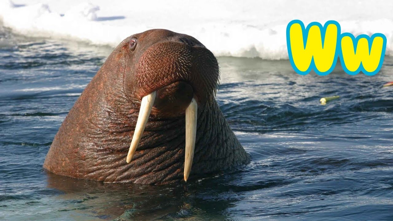 sea animals | abc animals | abc song | abc alphabet Song with Sounds ...