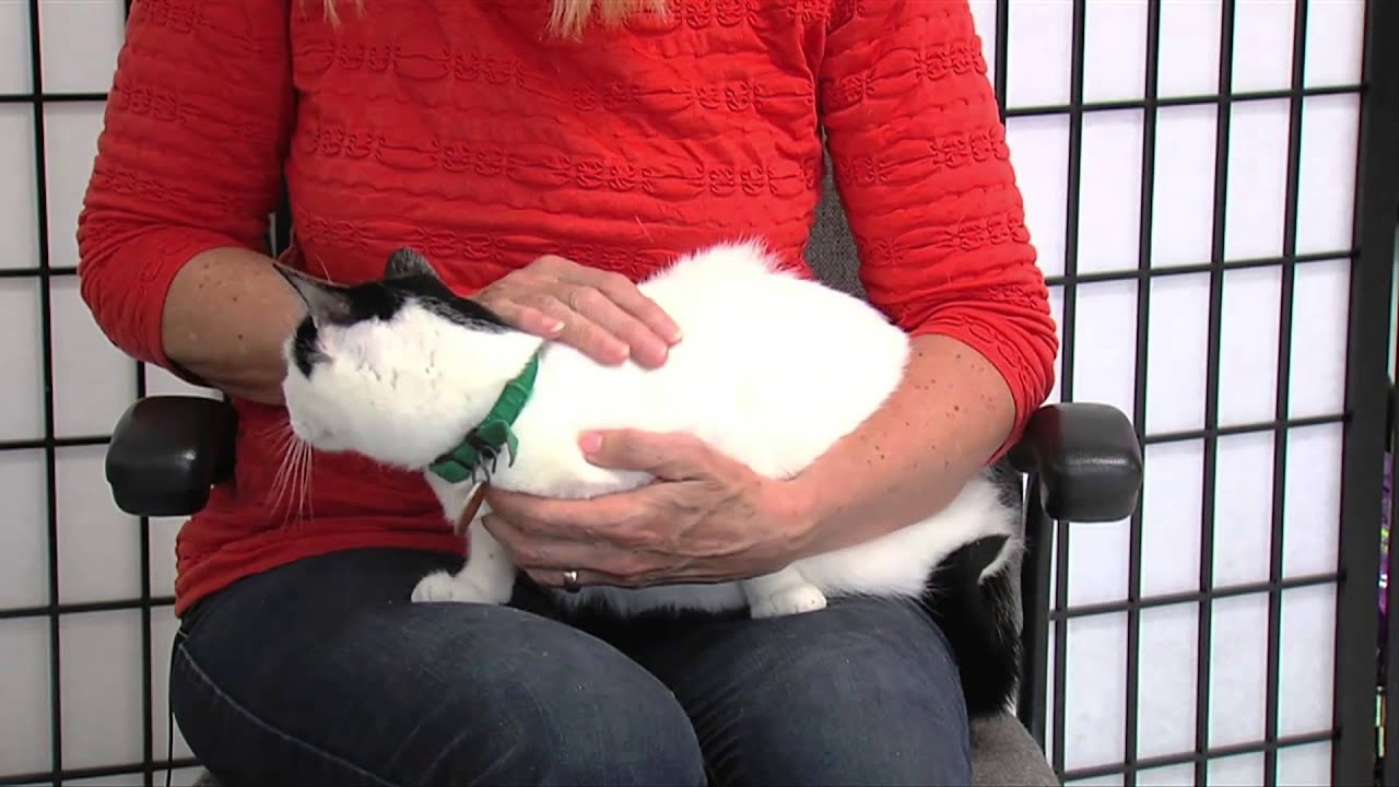 Pet of the Week: Amy the Cat - YouTube