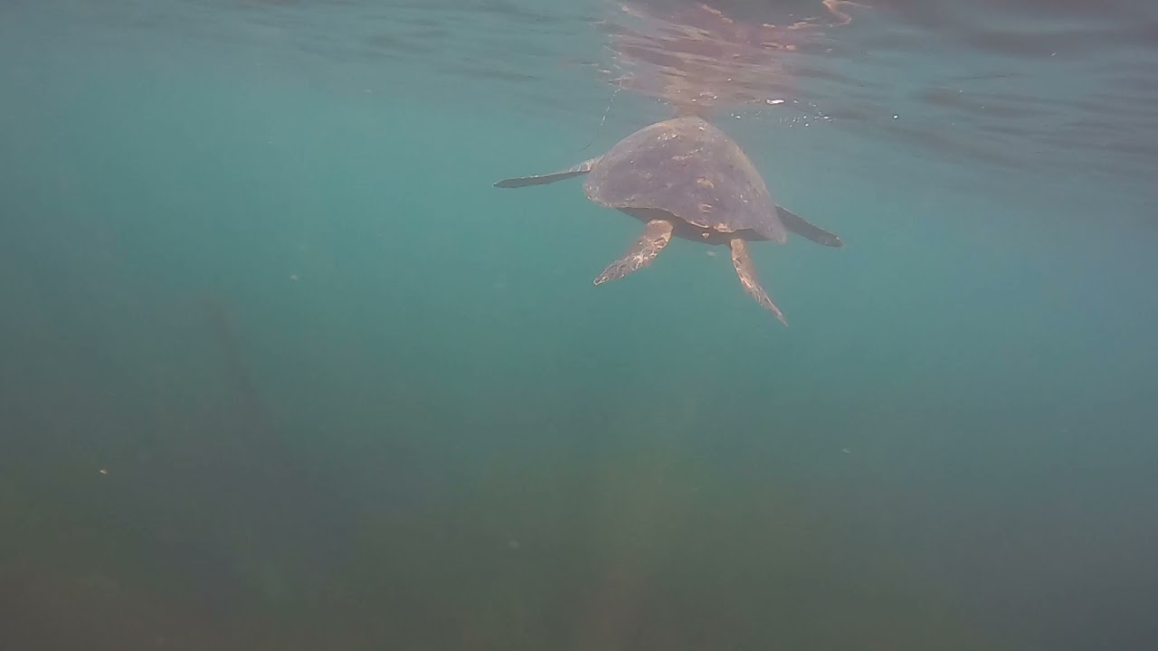 turtle w barnacles 10/31/21 - YouTube