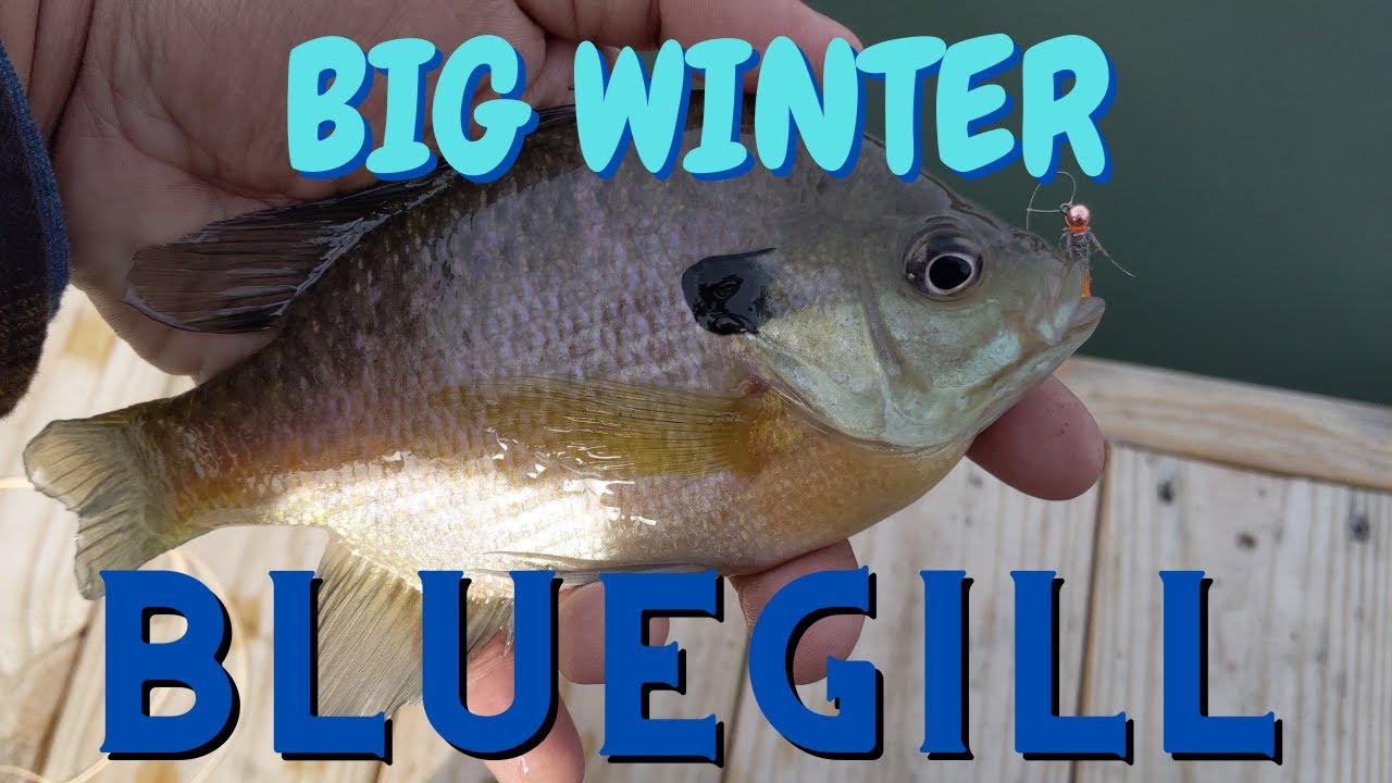 BIG! Winter Bluegill on the FLY !!! *WINTER UPDATE* - YouTube