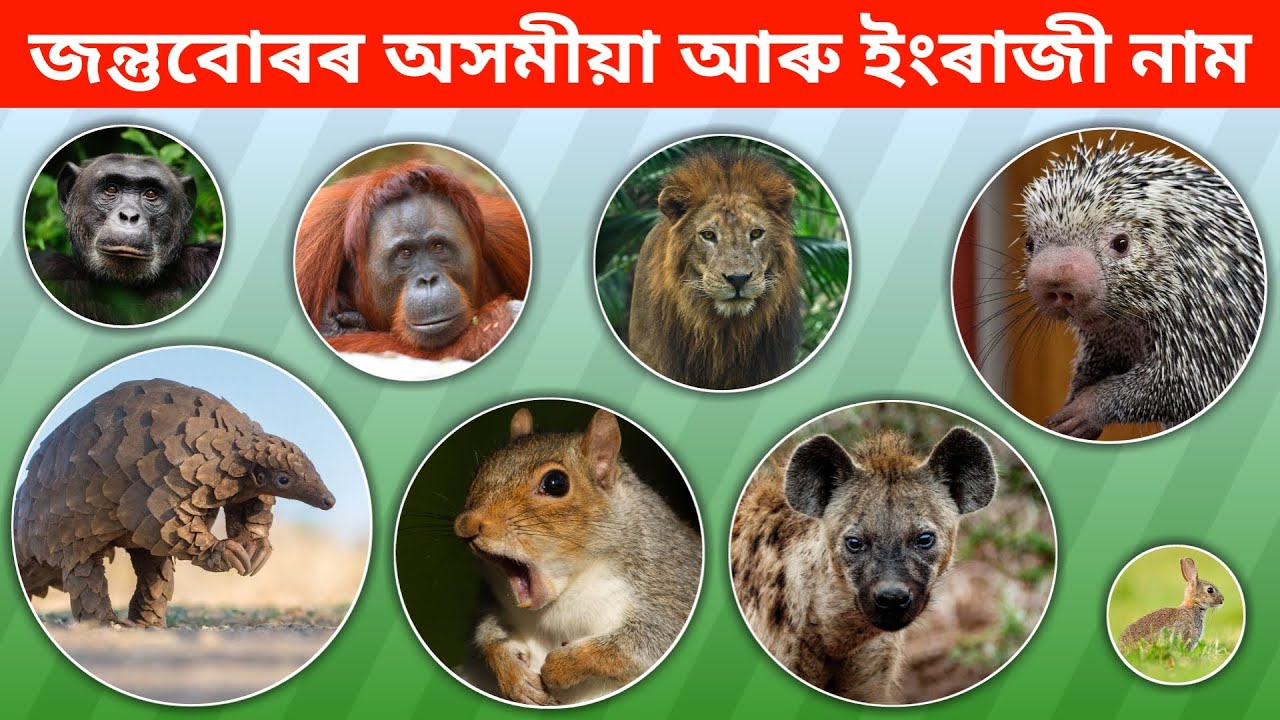 Animals Name in Assamese & English || জন্তুবোৰৰ অসমীয়া আৰু ইংৰাজী নাম ...