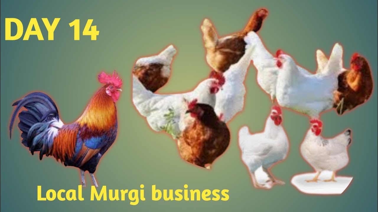 Local Murgi Farming Business Tricks l Desi Murgi Farming Business Ideas ...