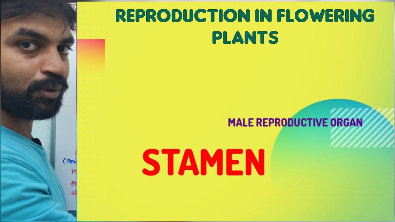 Stamen | Male Reproductive Organ | Reproduction in Flowering Plants | V ...