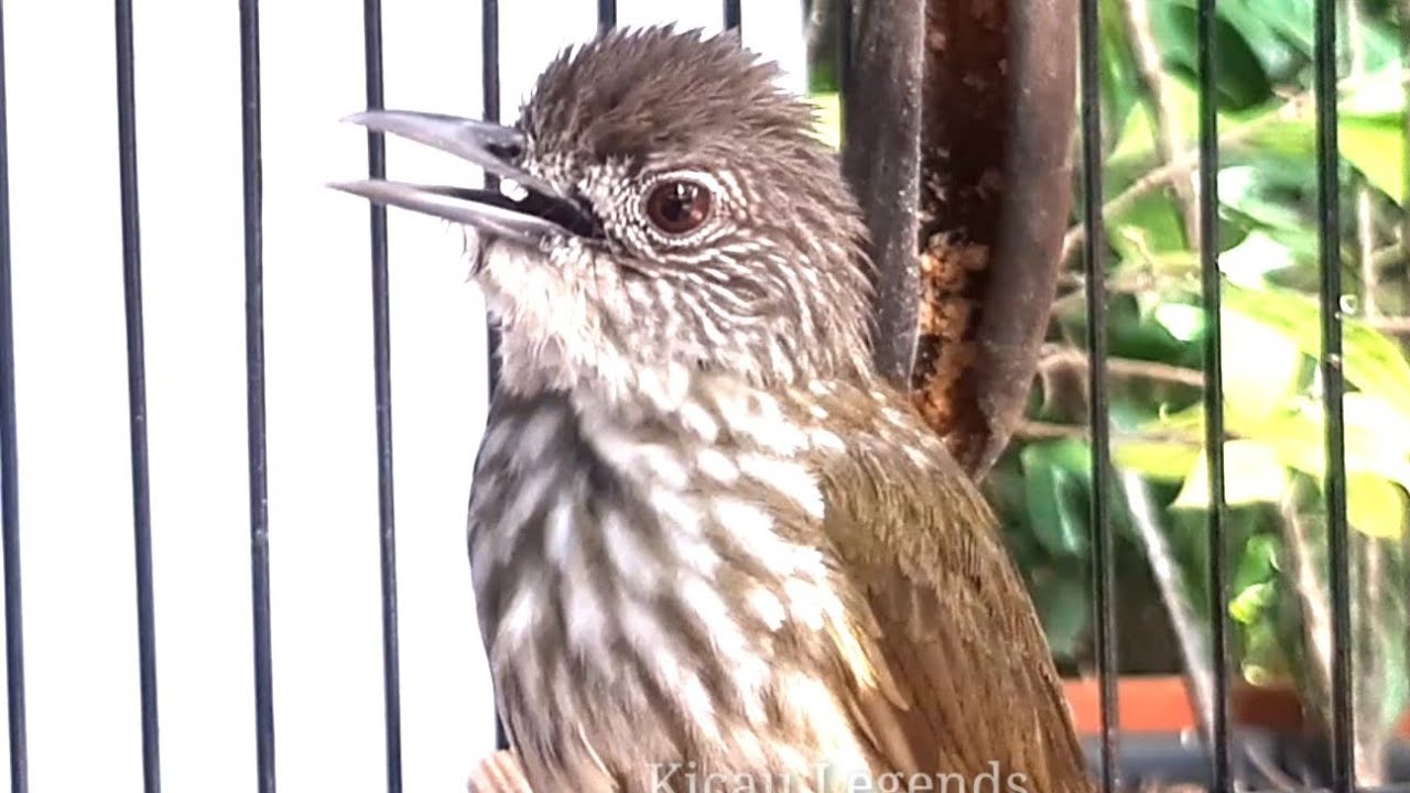 BURUNG SIRI SIRI / BAYEMAN - YouTube