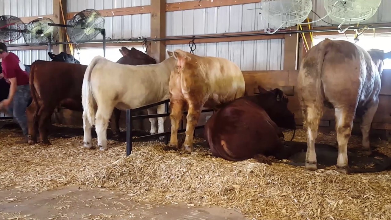 Showing Cattle at the County Fair - YouTube