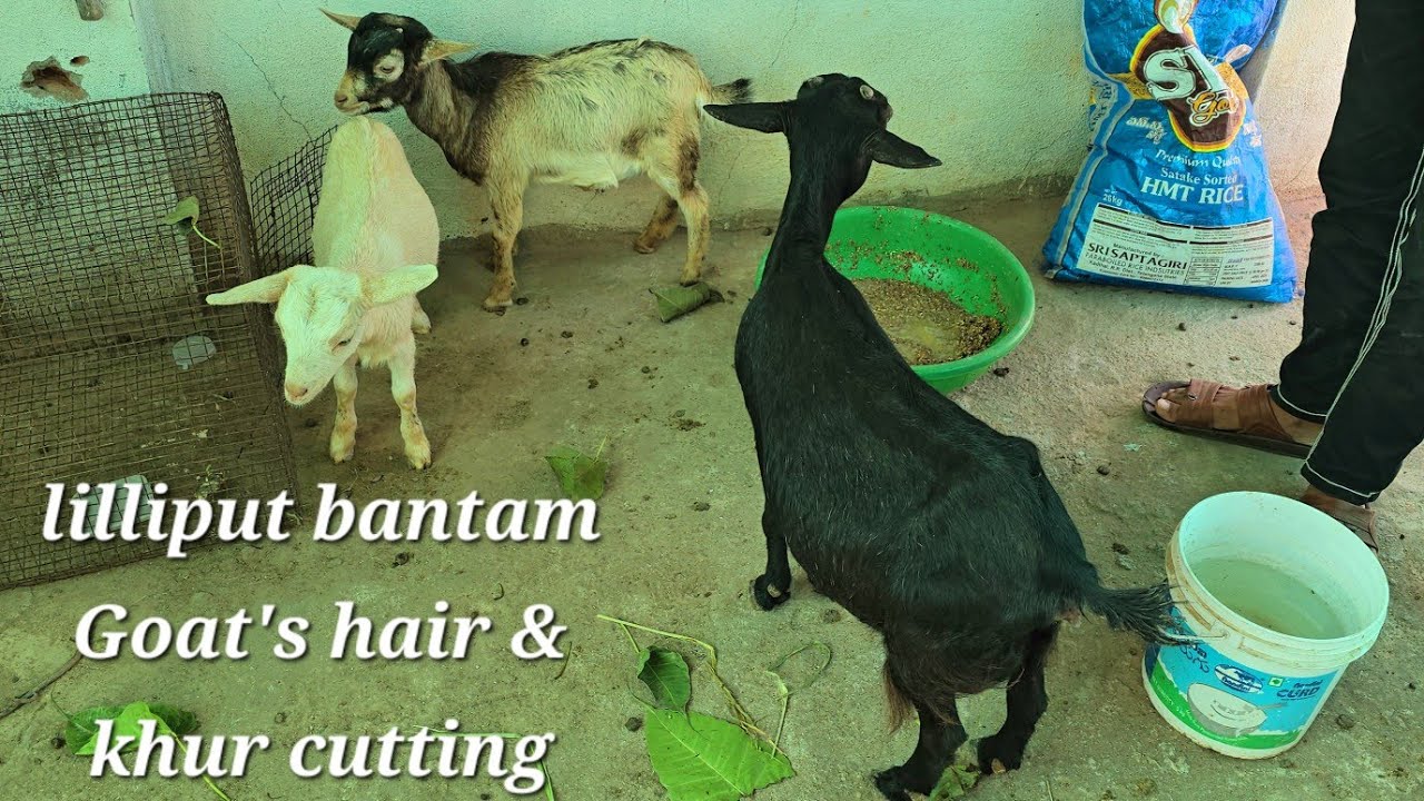 Lilliput bantam Goats available in Hyderabad | goat hair cutting and ...