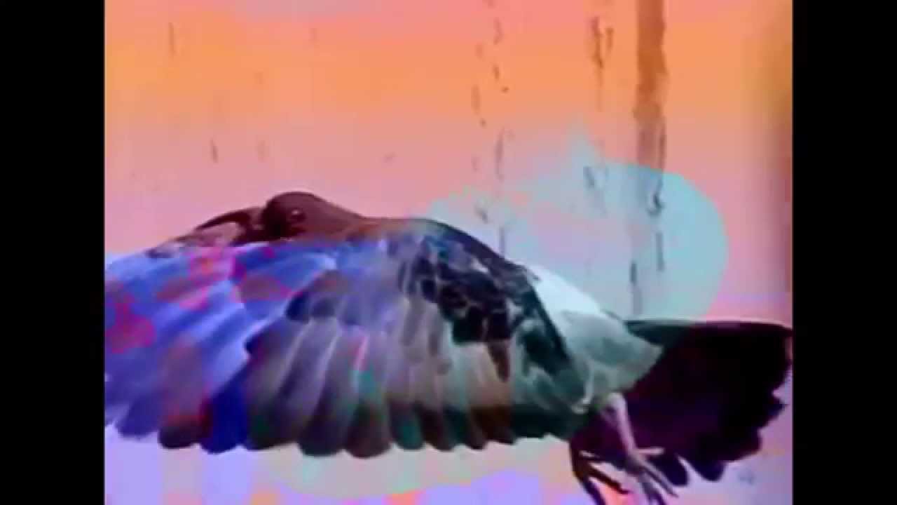 Just Another Snake Cult - Birds Carried Yr Song Through the Night ...