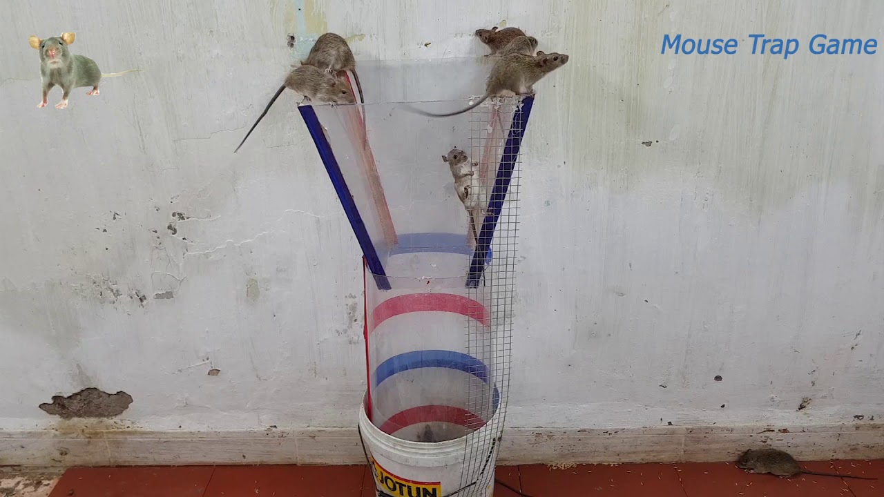 Mousetrap Game - Special Mouse Trap - How To Make Trap From Bottle ...