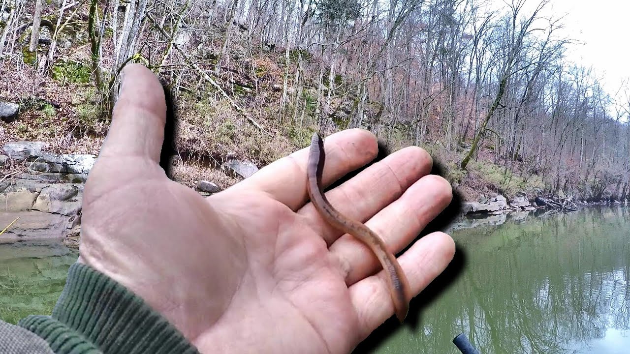 THIS Is How You Catch BIG Fish With Just A Simple Worm - YouTube