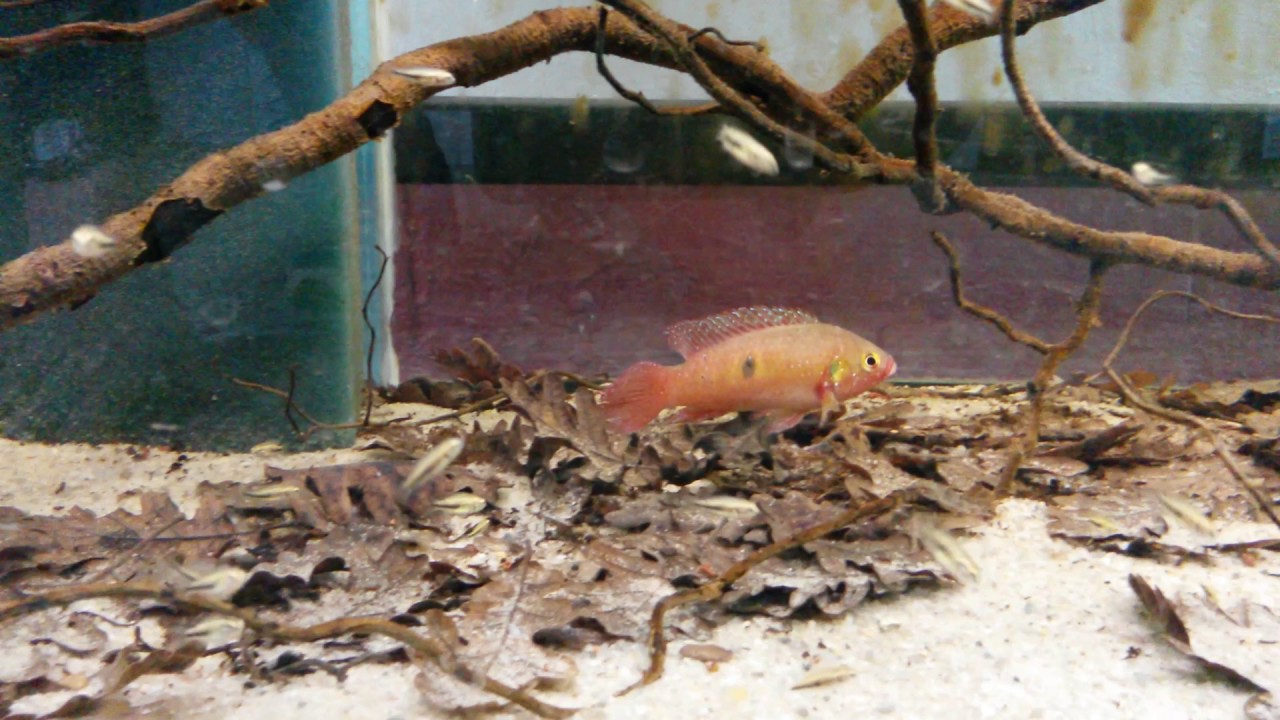 Hemichromis letourneuxi - YouTube