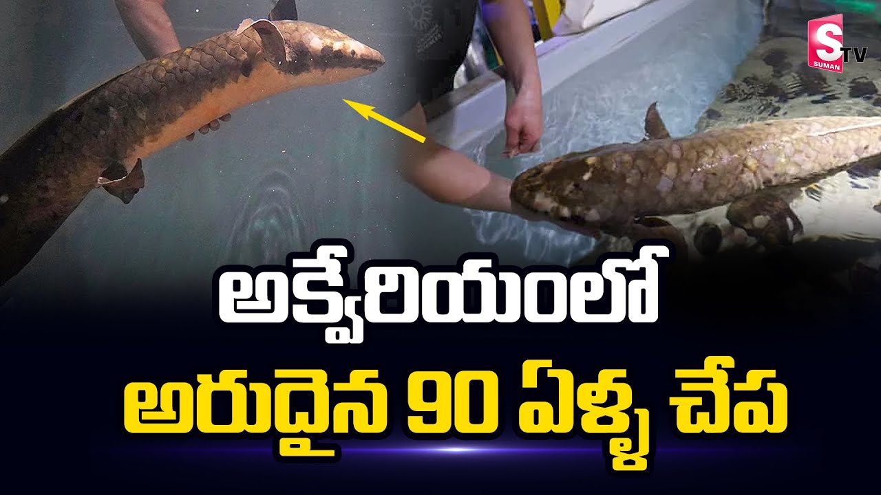 World's Oldest Living Aquarium Fish In The World | Methuselah | 90 ...
