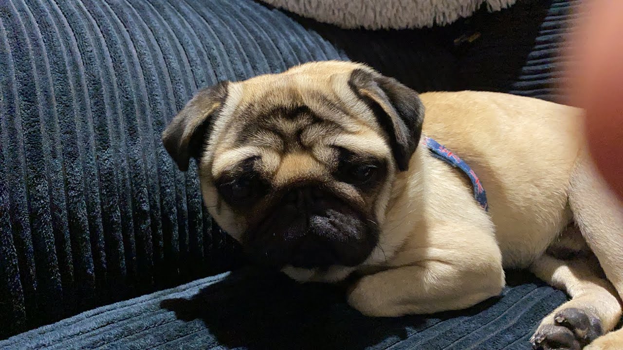 PUG TV | 15 minutes of PUG SOUNDS ASMR with Pangpang the Pug (YouTube ...