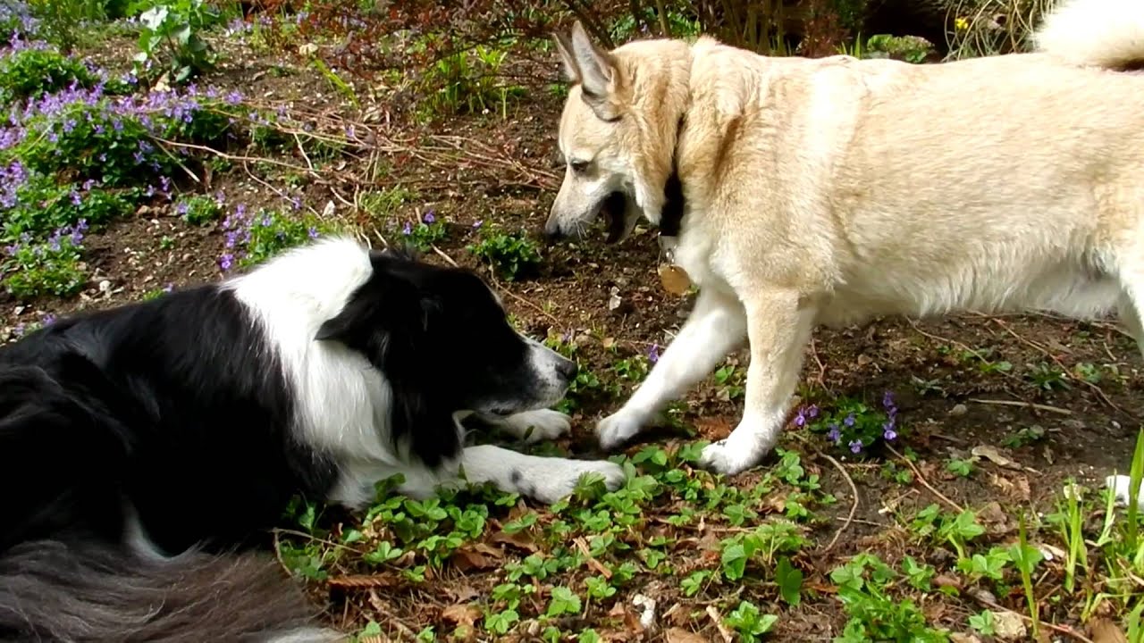 Nikon Coolpix P500 1080p Test/Sample FOOTage Footage (Unpaused Paws) - Buhund and Collie