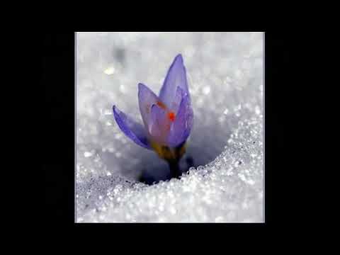 KARDELEN - Nagihan Uyanık / Çiģdem Asina