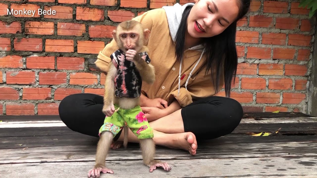 Lovely monkey bede standing show handsome shape / Bede look so cute ...