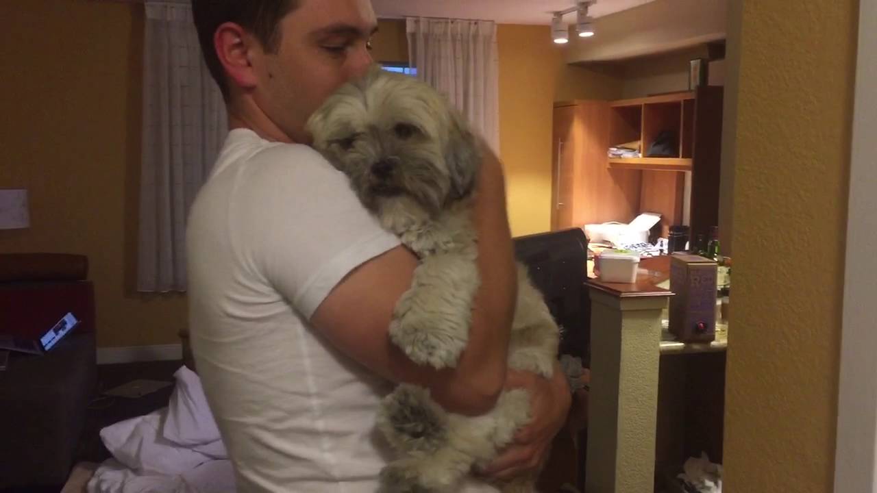 Cutest Lhasa Apso Shih Tzu mix dog!! - YouTube