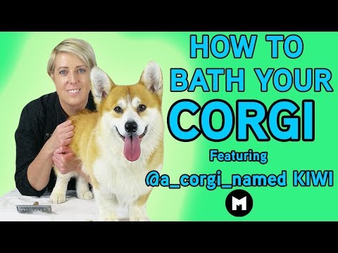 How to bath a Corgi