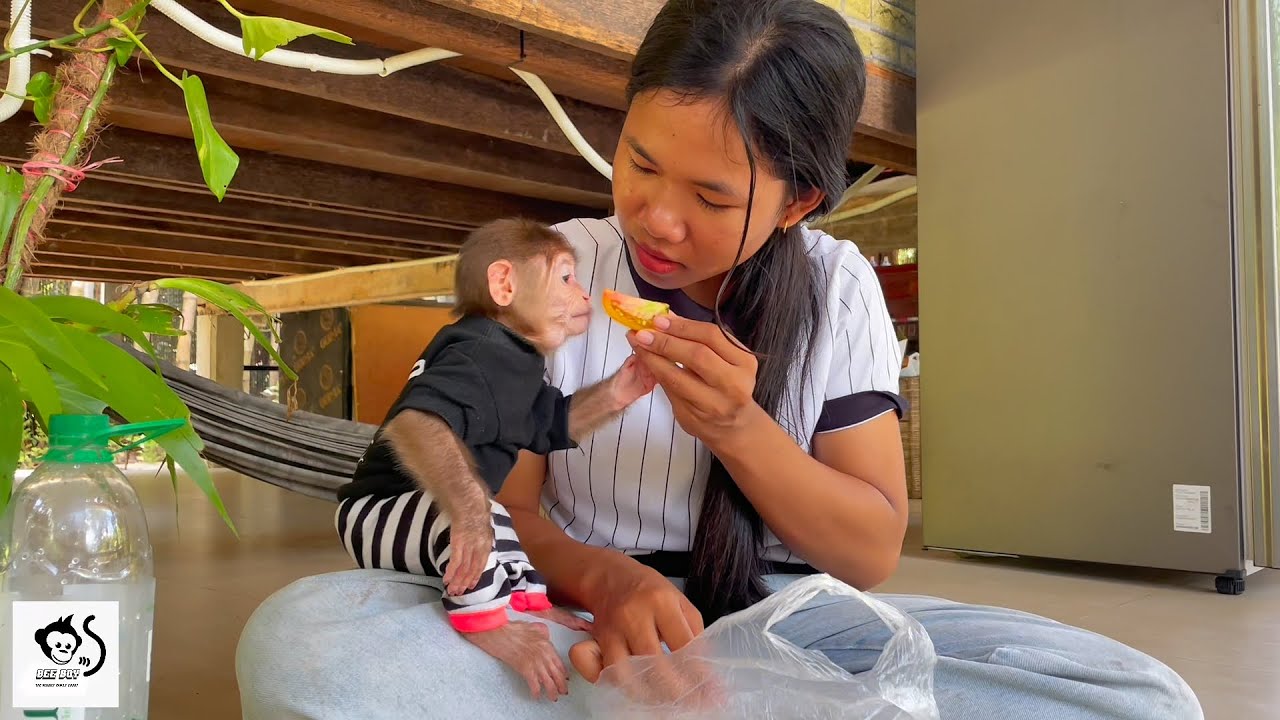 BeeBoy, They Don't Dare To EatUntil Their Mother Eats Them, And They ...