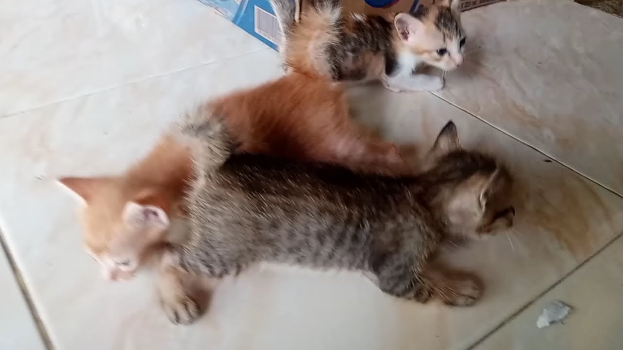 kitten looking for mother - YouTube