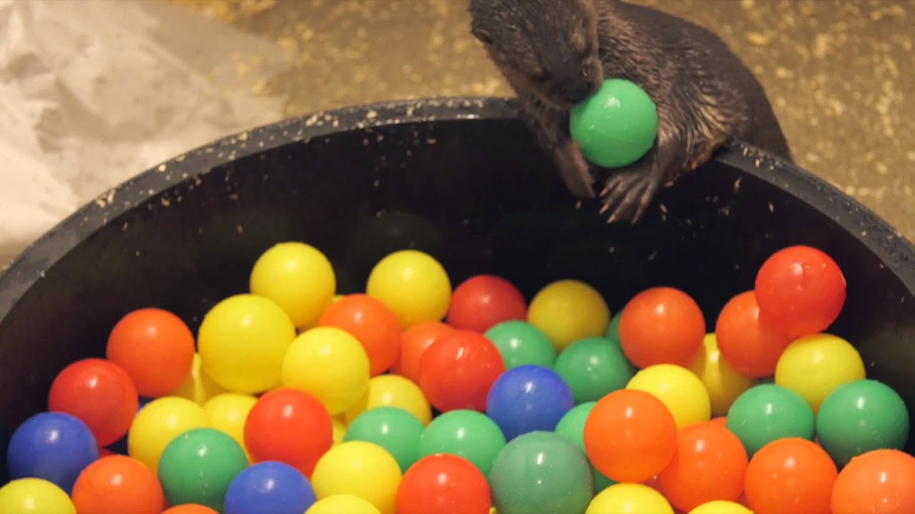 Otter Ball Pit! - YouTube