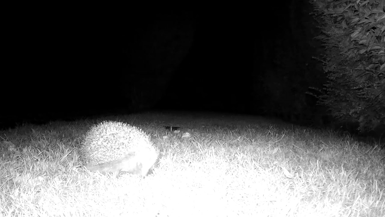 Fox attacks hedgehog - YouTube