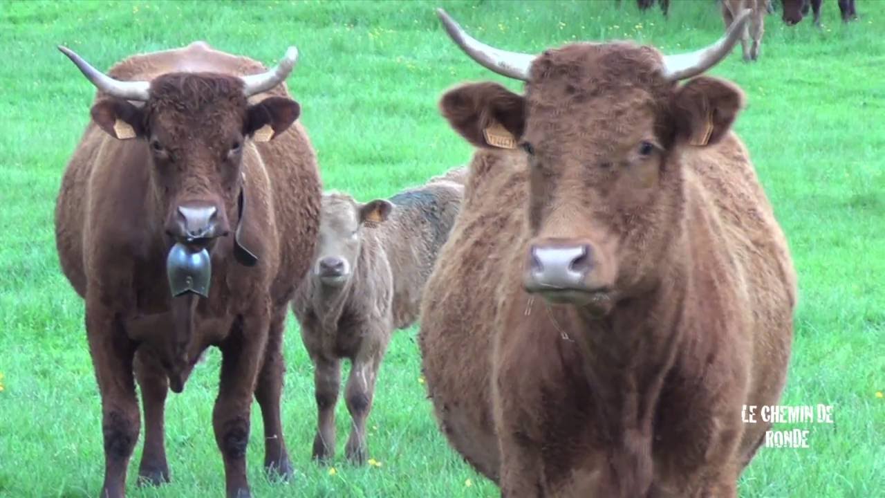 La Vache Salers - Race Rustique d'Origine Auvergnate - YouTube