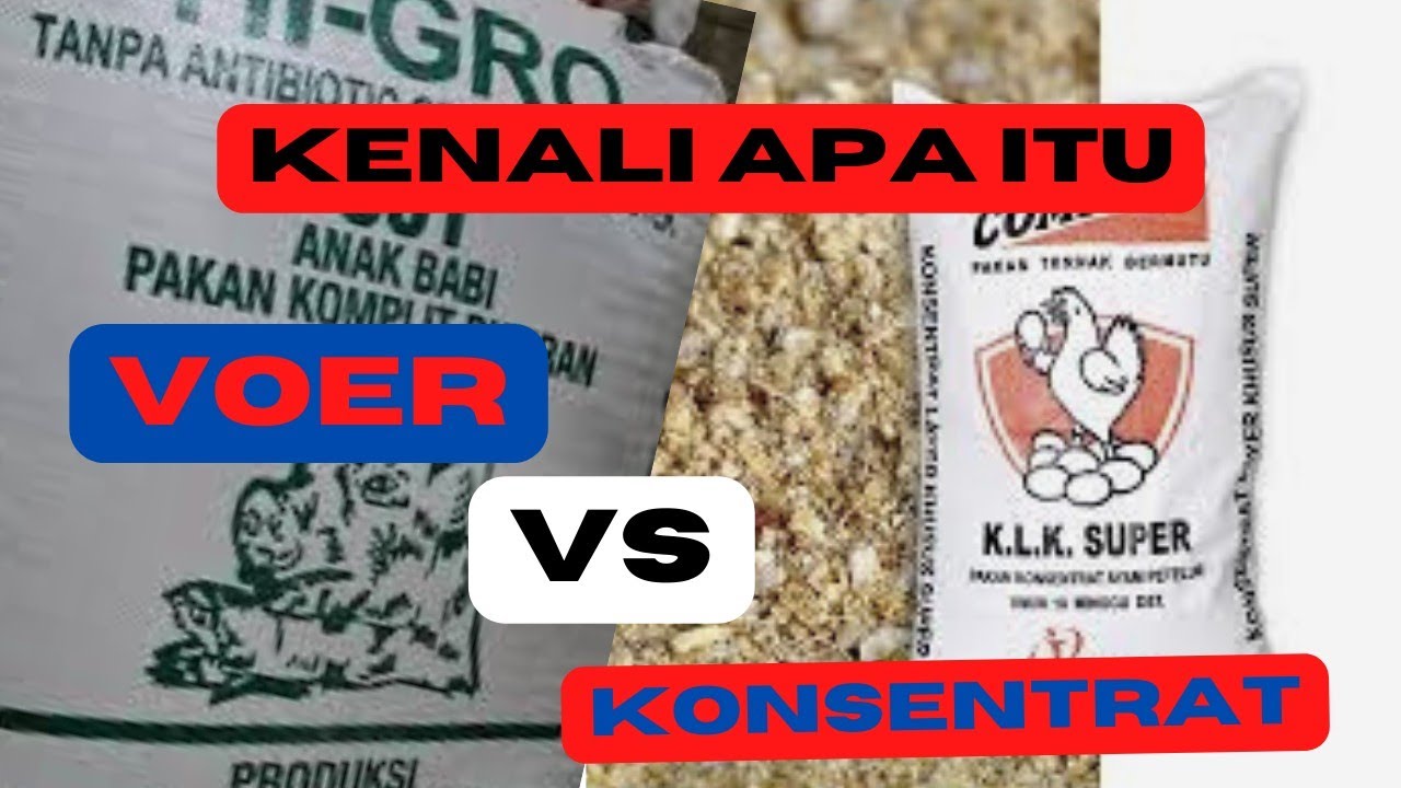 perbedaan konsentrat dan voer pada pakan ayam petelur - YouTube