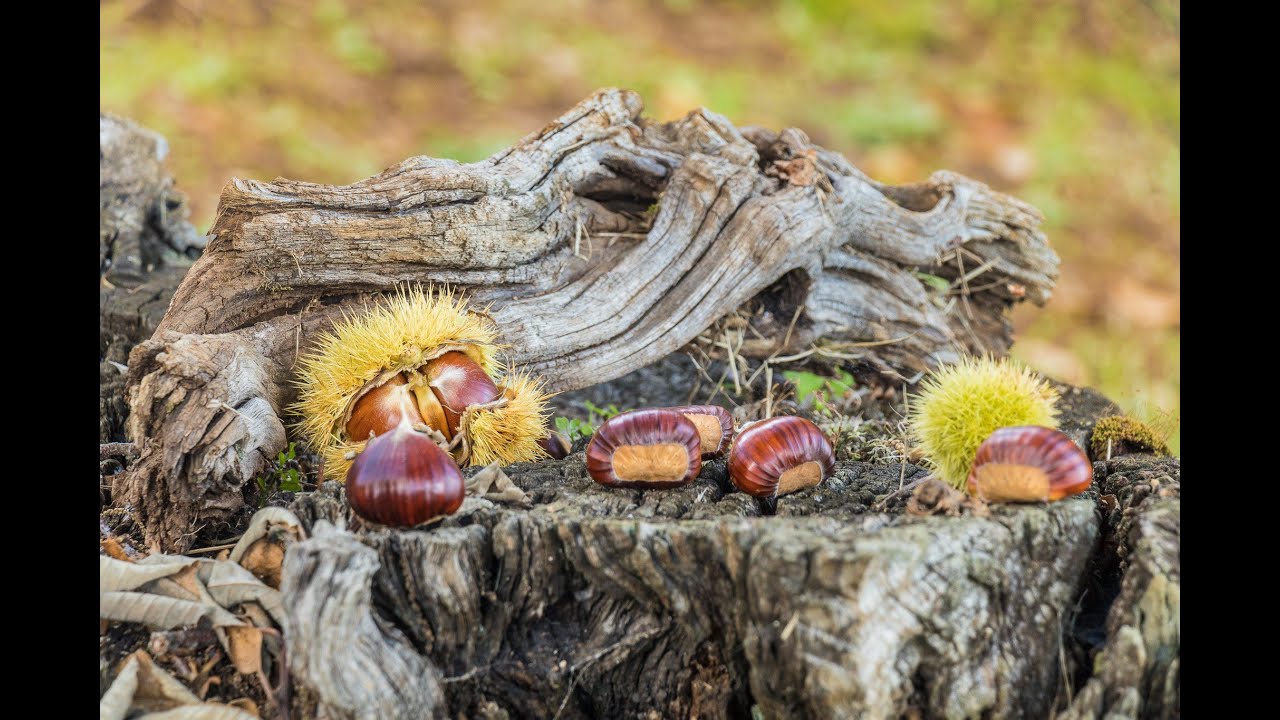 MONTELANICO - Il Paese della Castagna - YouTube