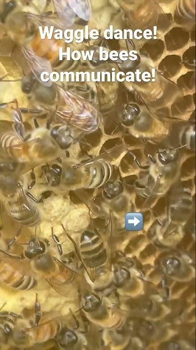 Honey bee waggle dance! Honey bee communication! Dancing bee! - YouTube