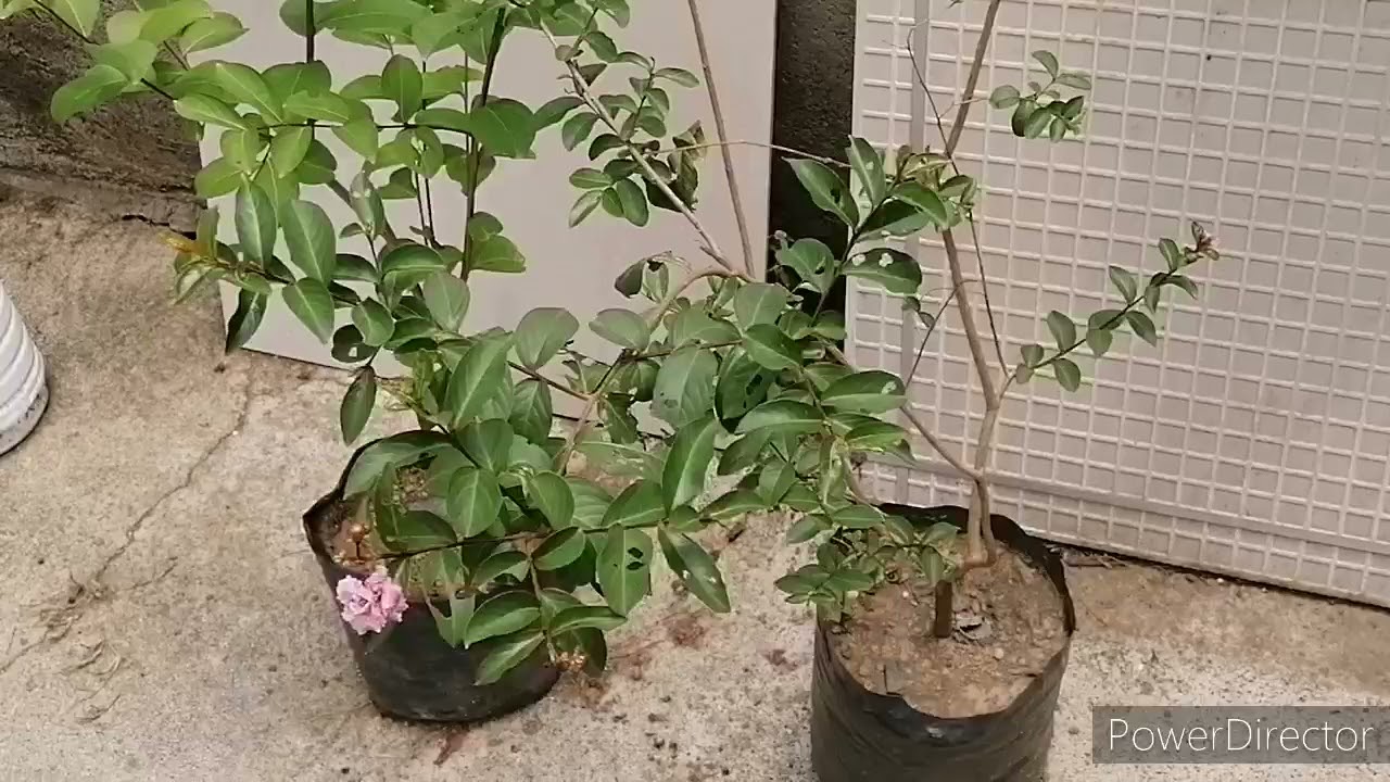 JUNE 30, 2021 II DAILY LIFE II MELENDRES PLANTS - YouTube