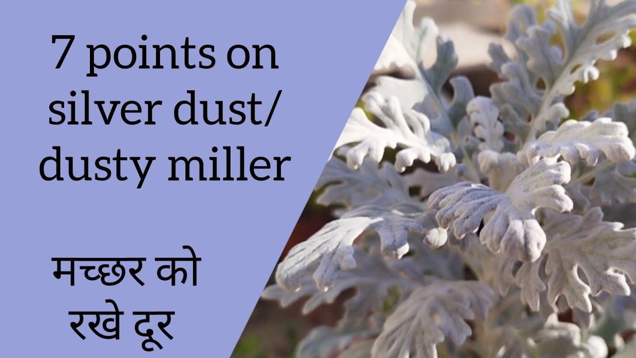 All about silver dust| Simple care of dusty miller|Easy to care for ...