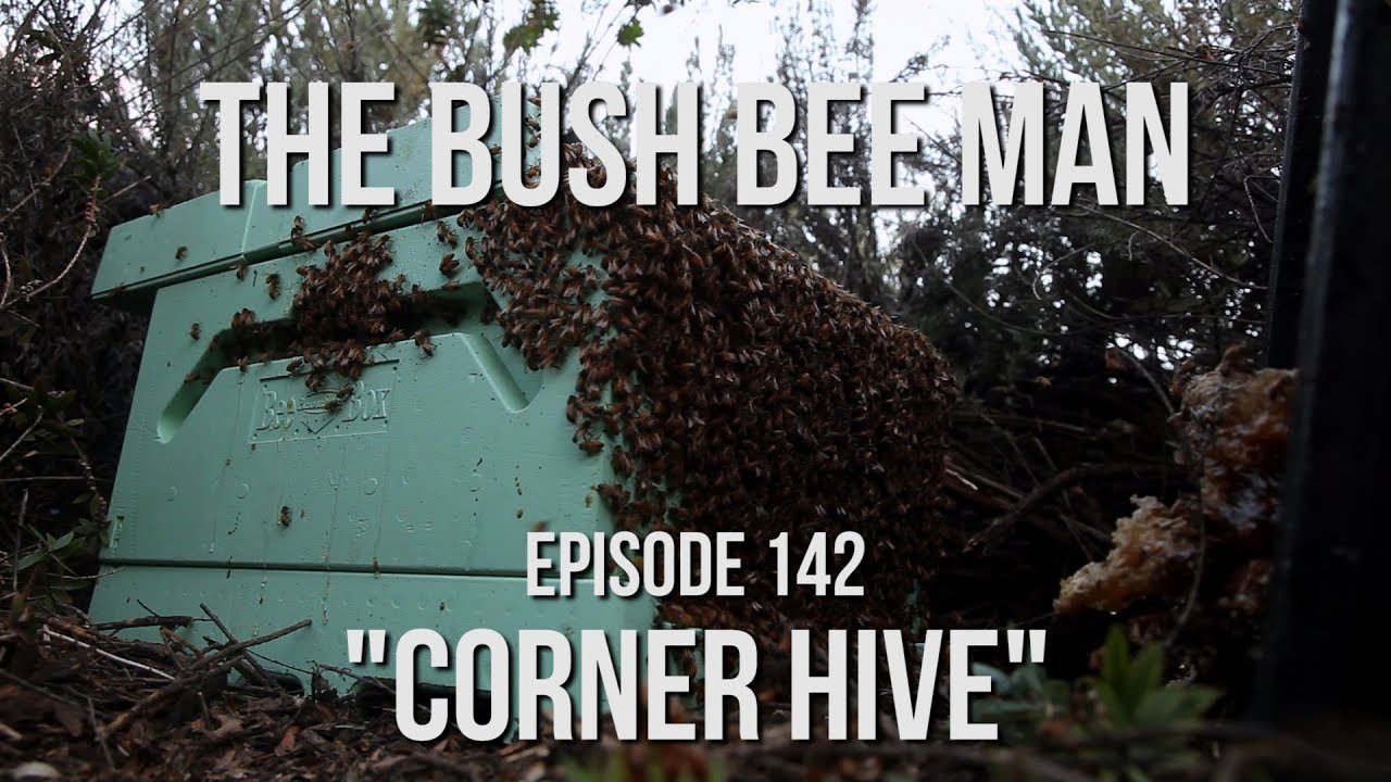 Rescuing Wild Bees from a Kindergarten (Part 2 of 2) - The Bush Bee Man ...