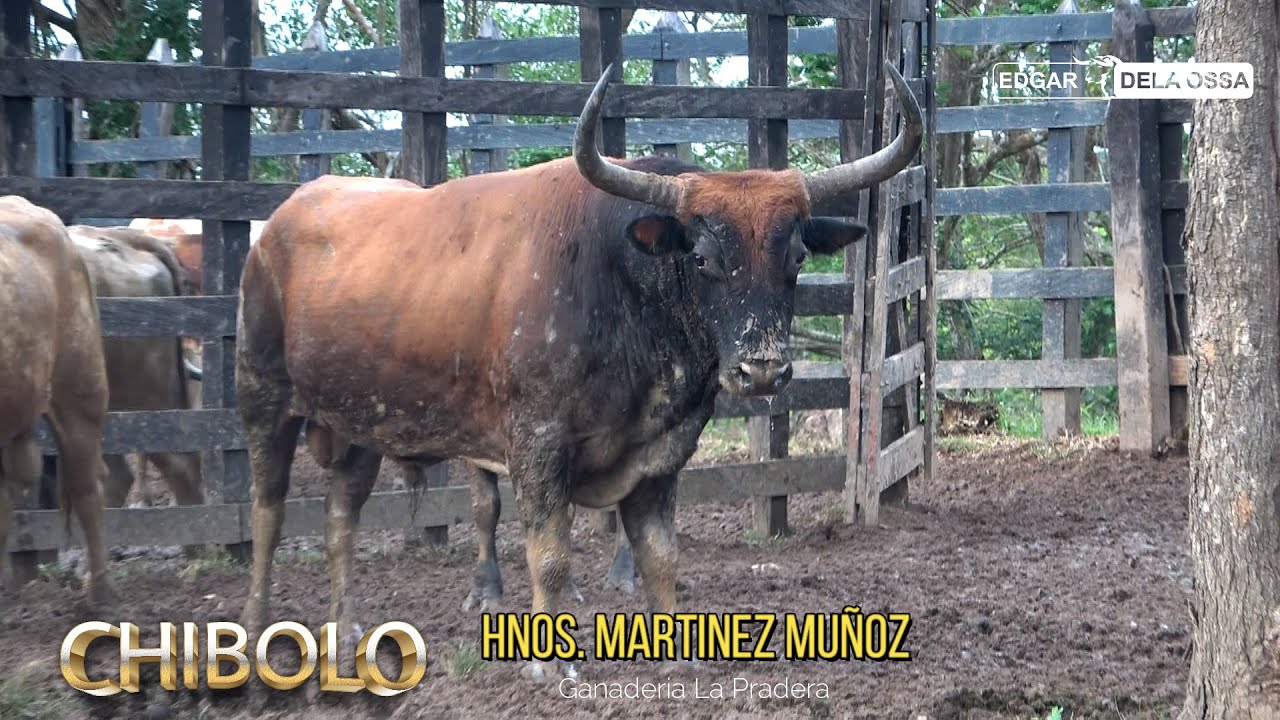 CHIBOLO 2022 Visita a la Ganaderia La Pradera de los Hnos. Martinez ...