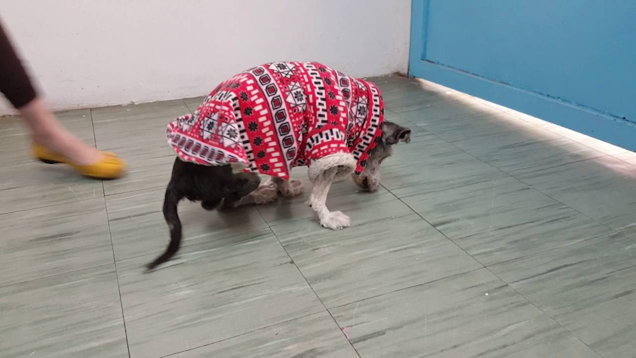 Neurología Veterinaria Paciente con paraparesia ambulatoria - YouTube