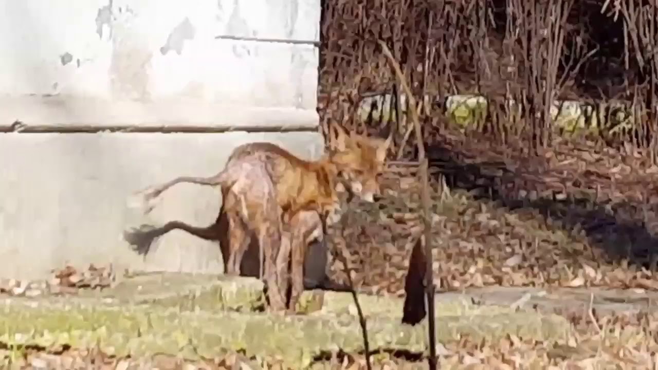 Alba24 Video: Vulpe in Cetatea Alba Carolina - YouTube