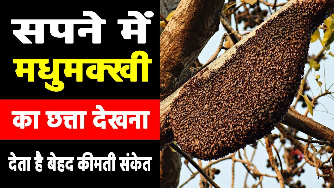 Sapne me madhumakhi ka chatta dekhna | seeing bee hive in dream | bee ...