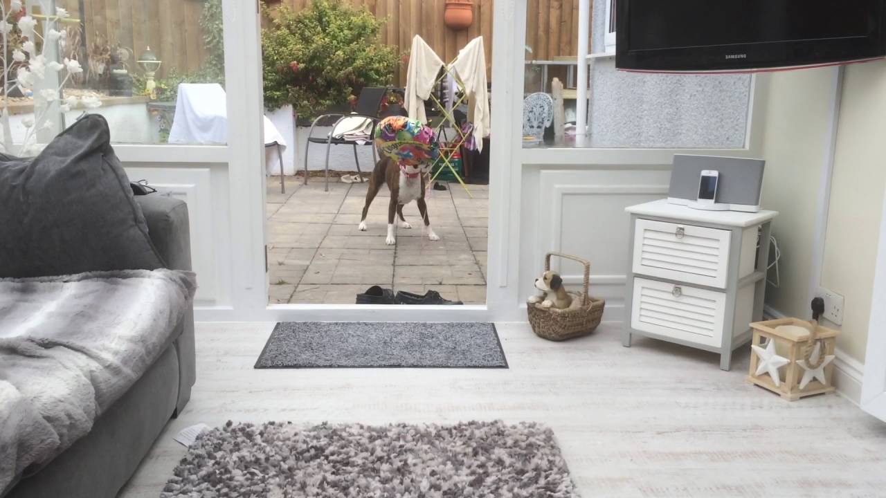 Cutest boxer dog Jodie , and how she reacts when a balloon lands in our ...