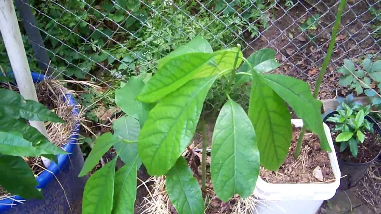5 foot Avocado tree,Top working Avocado Tree Update - YouTube