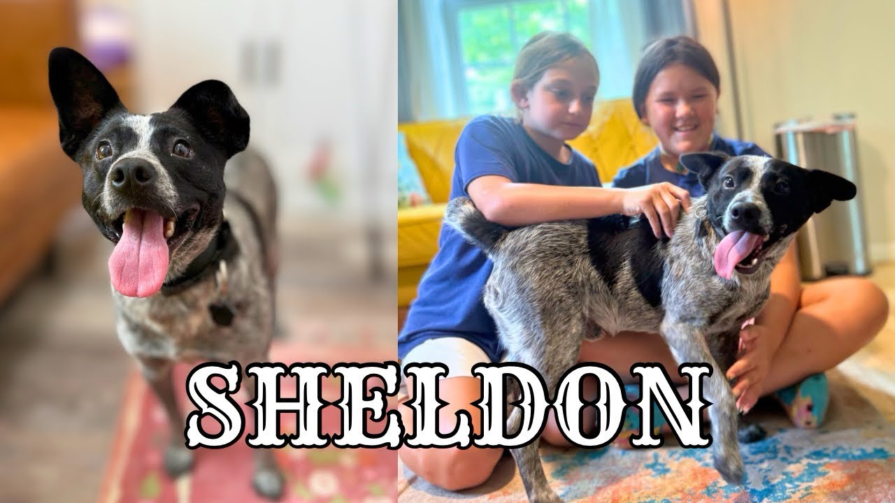 Meet the kid friendly cattle dog, Sheldon! - YouTube
