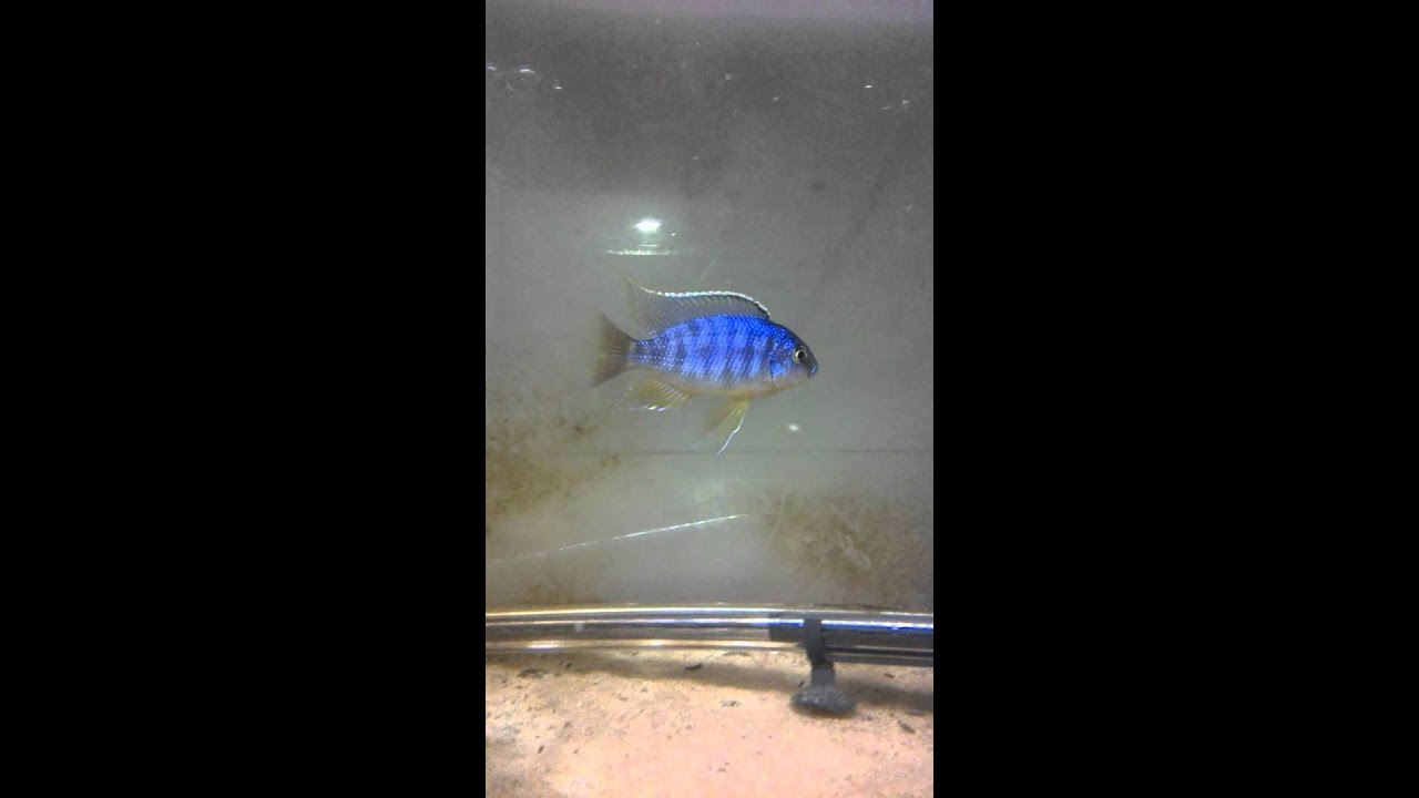 Malawi cichlid, Protomelas fenestratus Chitimba, fishroom - YouTube