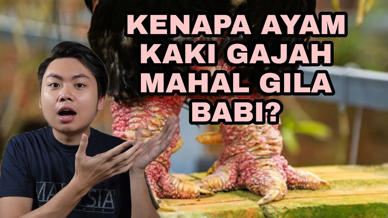 Kenapa Ayam Vietnam Mahal GILA BABI? - YouTube